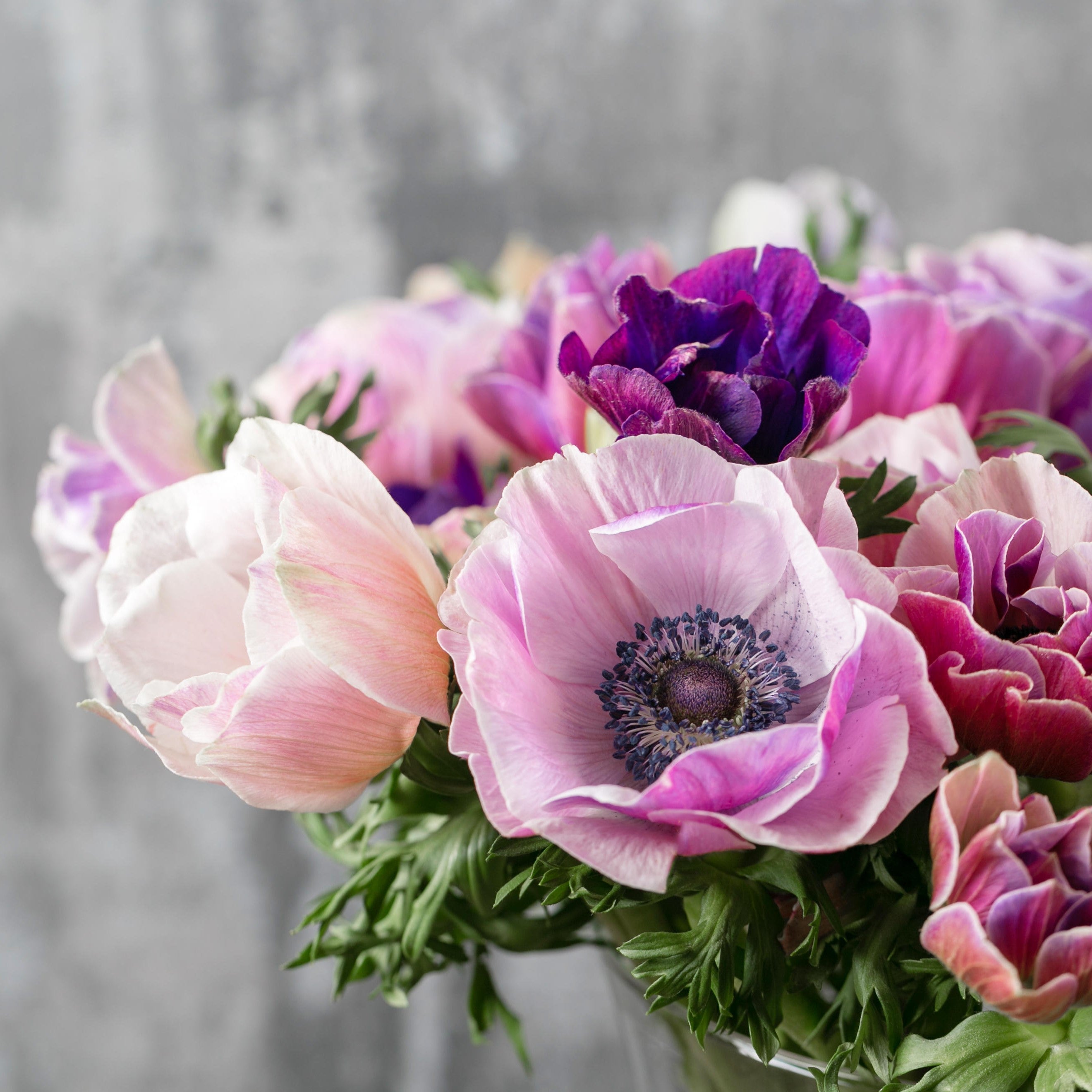 Anemone Bulbs | Fresh Flower Bulbs | Flower Bulb Farm