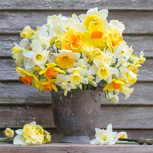 Daffodil Bulbs | Fall Bulbs | Flower Bulb Farm