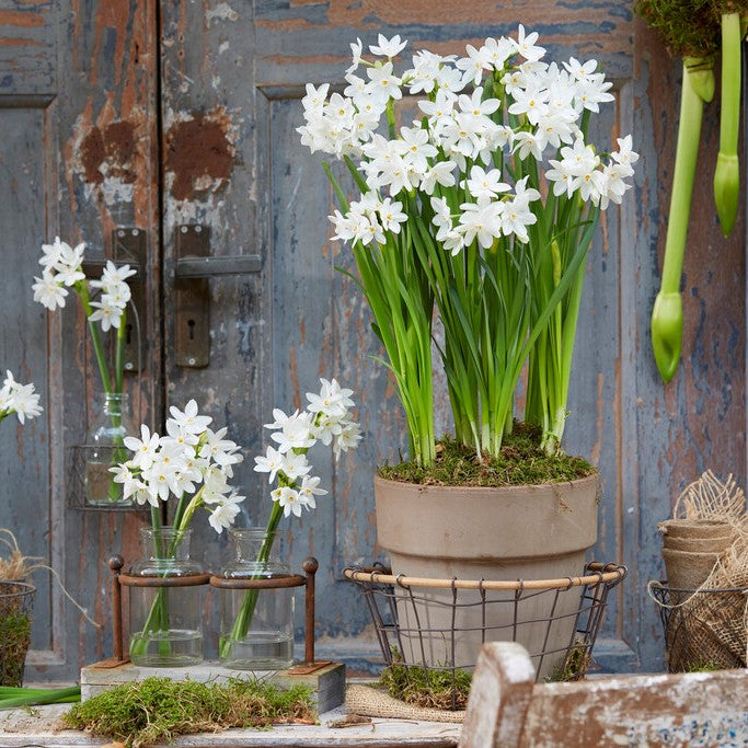 Paperwhite Bulbs | Fall Bulbs | Flower Bulb Farm