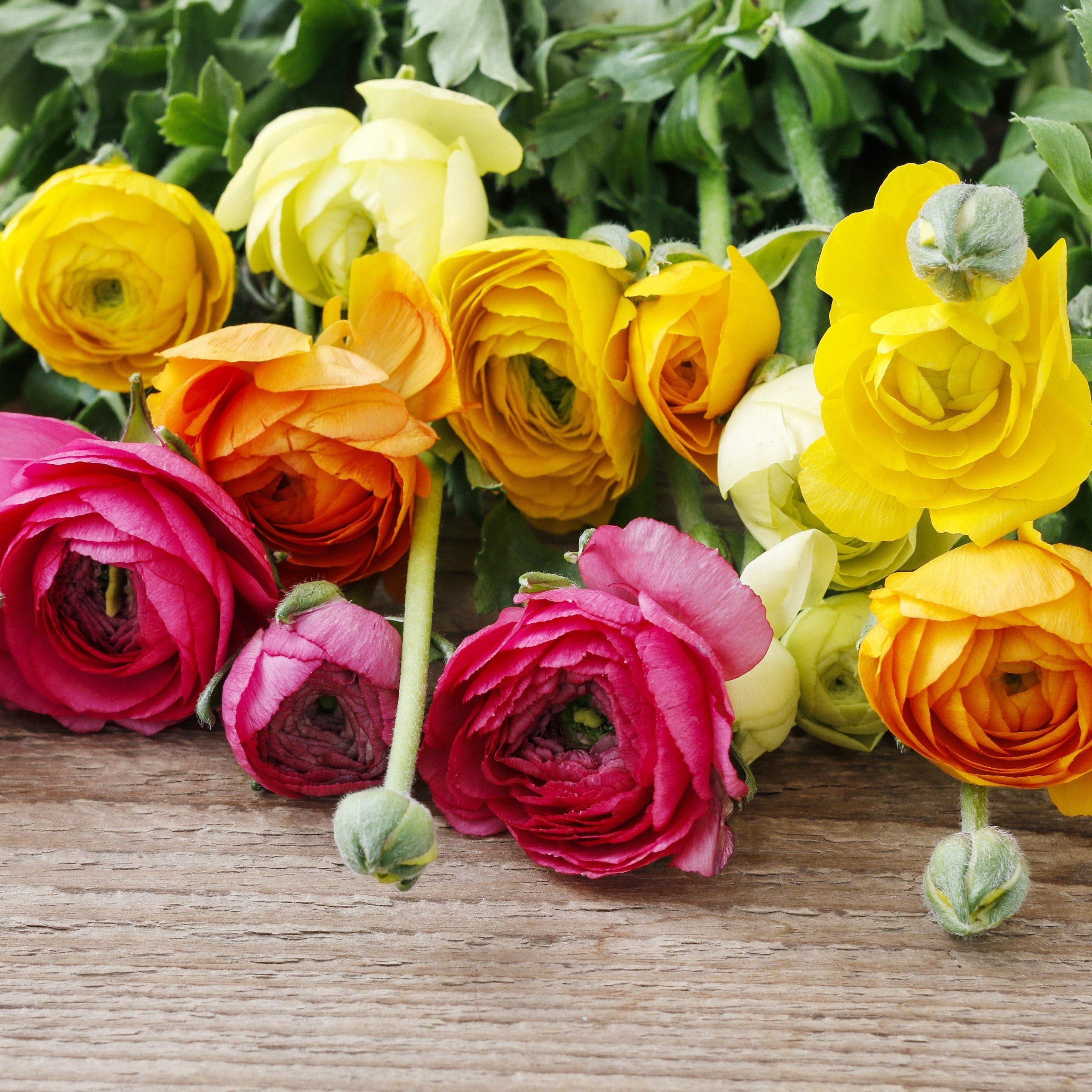 Ranunculus Bulbs | Fresh Flower Bulbs | Flower Bulb Farm