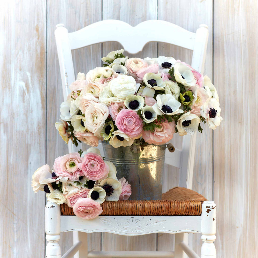 Ranunculus Bulbs | Fresh Flower Bulbs | Flower Bulb Farm