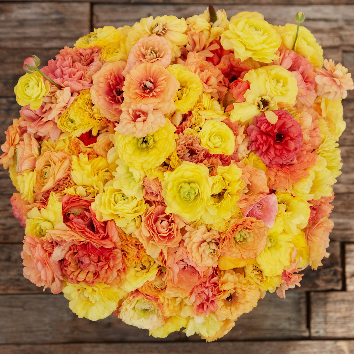 Pastel Lemon - Ranunculus Bulbs | Flower Bulbs | The Flower Bulb Farm