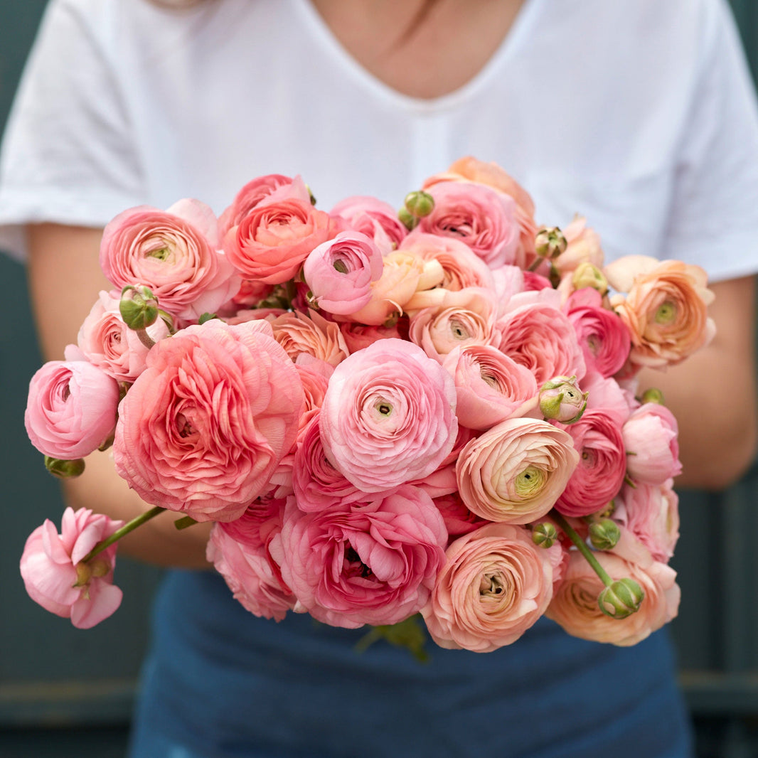 Ranunculus Bulbs | Fresh Flower Bulbs | Flower Bulb Farm